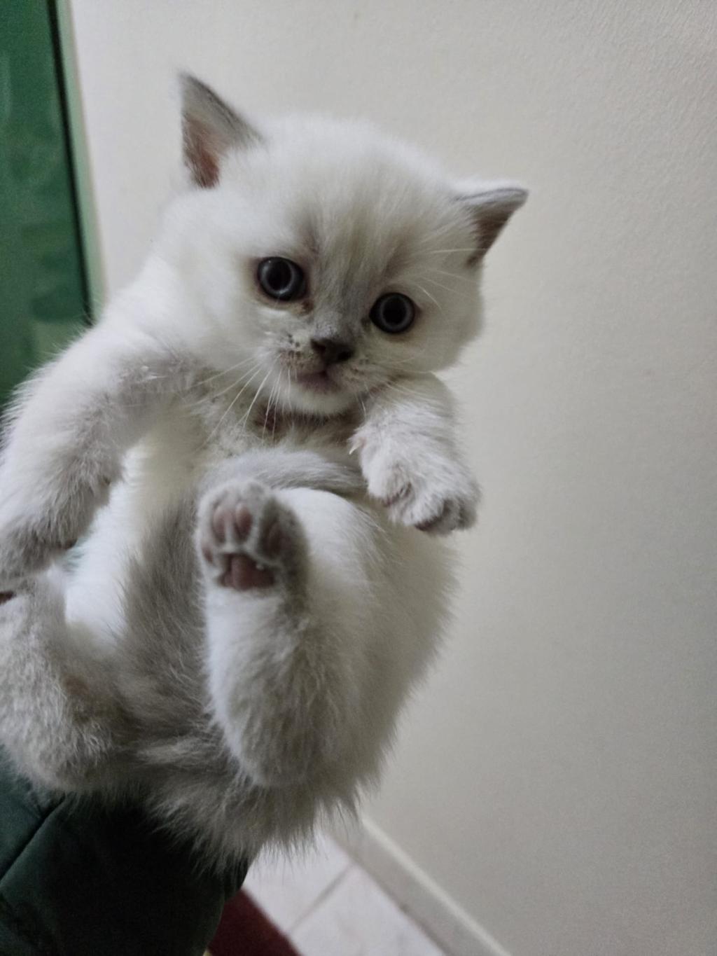 British Blue Point Ve British Gri Yavrularım | Petcim.com - 1137716