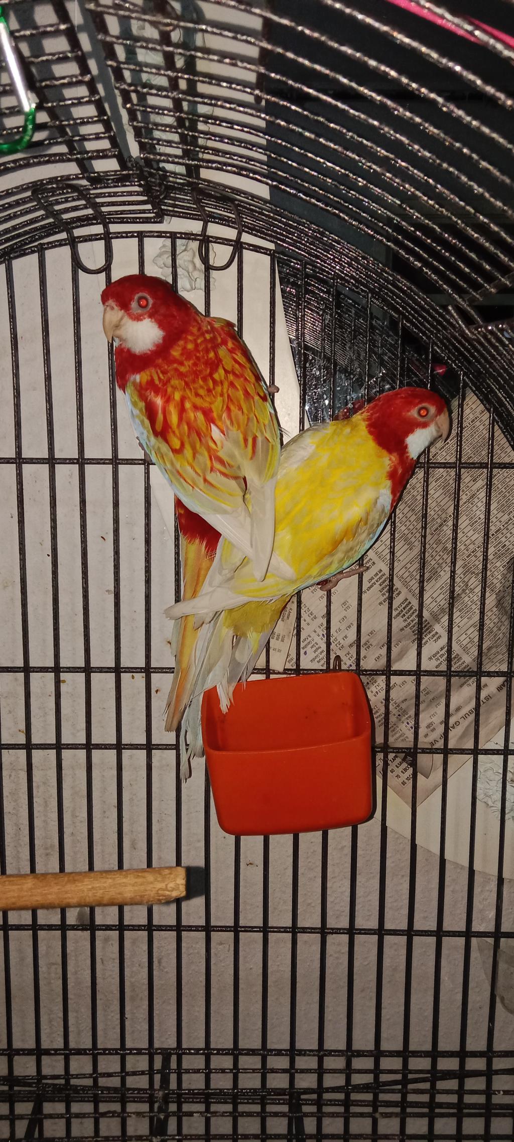Çift Rozella Papağanı | Petcim.com - 1262648