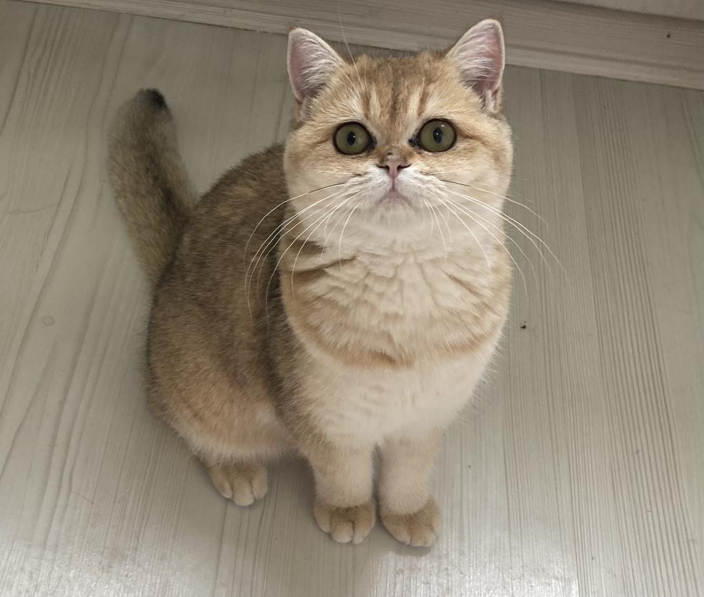 Dişi Ny11 British Shorthair | Petcim.com - 715440