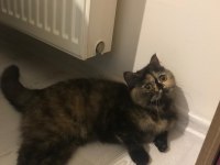 2 Yaşında Çipli British Shorthair (Ücretsiz) | Petcim.com - 1378041