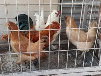 Satılık Tavuk İlanları Ve Fiyatları | Petcim.com