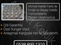 Satılık Keklik İlanları Ve Fiyatları | Petcim.com