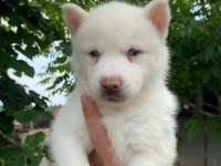 Satılık Sibirya Kurdu (Husky) İlanları Ve Fiyatları | Petcim.com