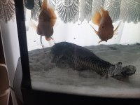 Satılık Akvaryum Balıkları Ve Fiyatları | Petcim.com