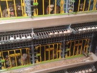 Satılık Keklik İlanları Ve Fiyatları | Petcim.com