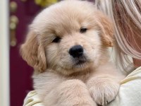 Bursa Satılık Golden Retriever İlanları Ve Fiyatları | Petcim.com