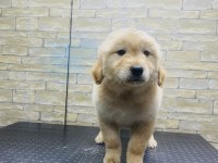 Satılık Golden Retriever İlanları Ve Fiyatları | Petcim.com