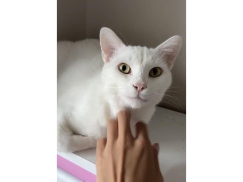 Erkek Orjinal Van Kedisi | Petcim.com - 908046