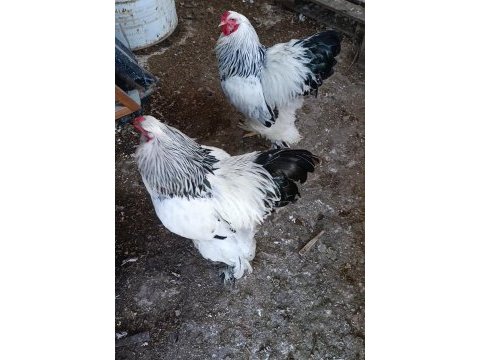 Brahma Horoz Ve Tavuk | Petcim.com - 1388494