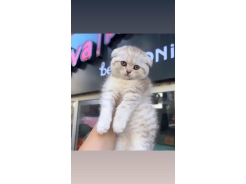 Scottish Fold Silver Dişi | Petcim.com - 1382582