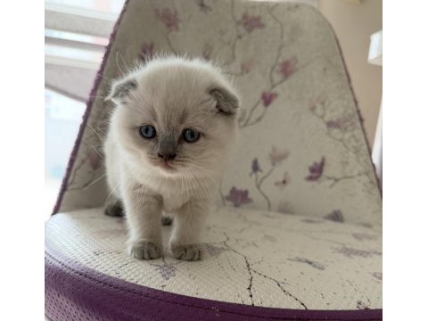 Bal Küpü Kar Topu Blue Point Scottish Bebekler | Petcim.com - 1310622